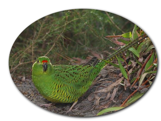 western-ground-parrot.org.au