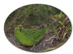 western-ground-parrot.org.au