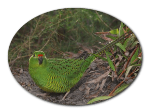 western-ground-parrot.org.au