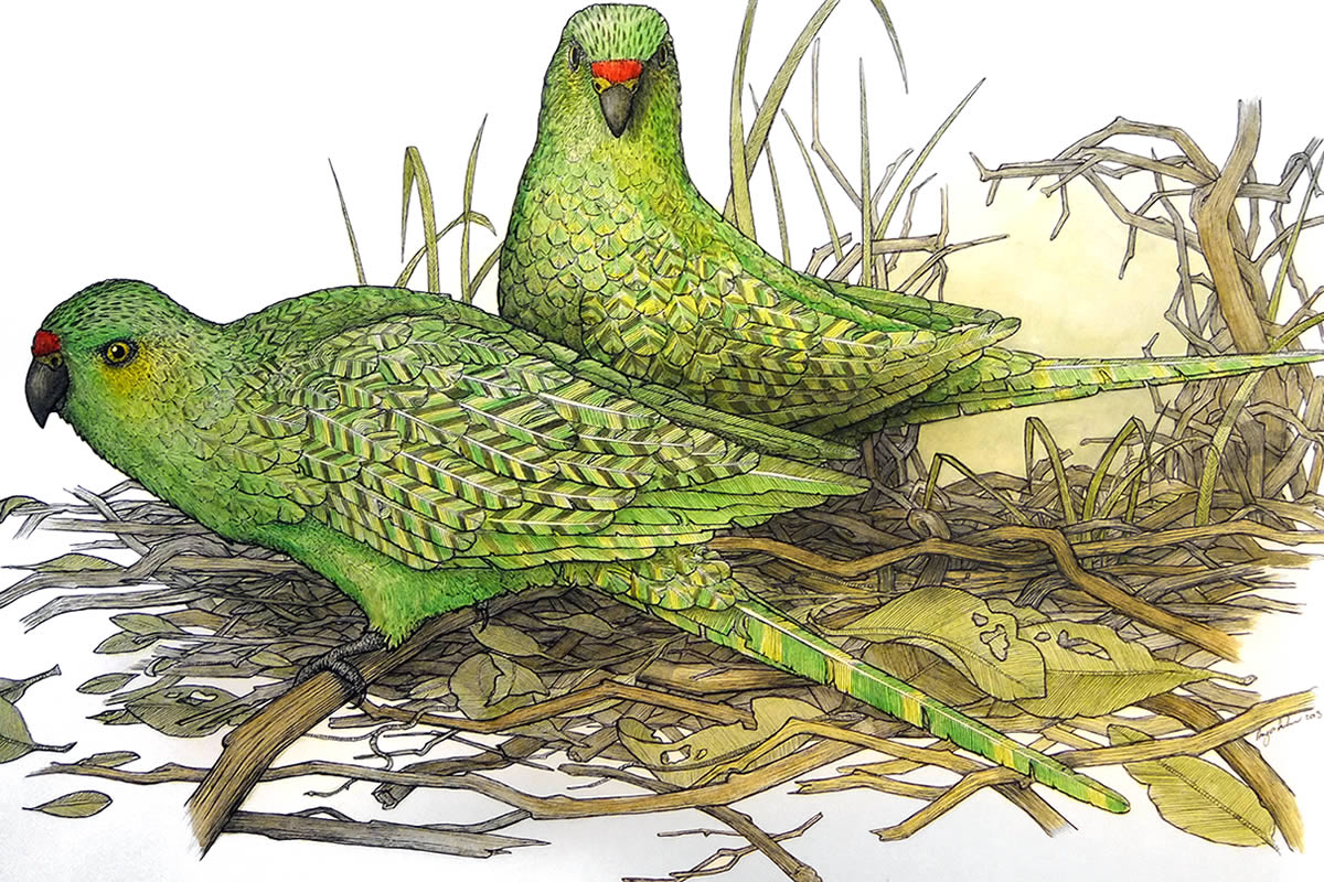 western-ground-parrot.org.au
