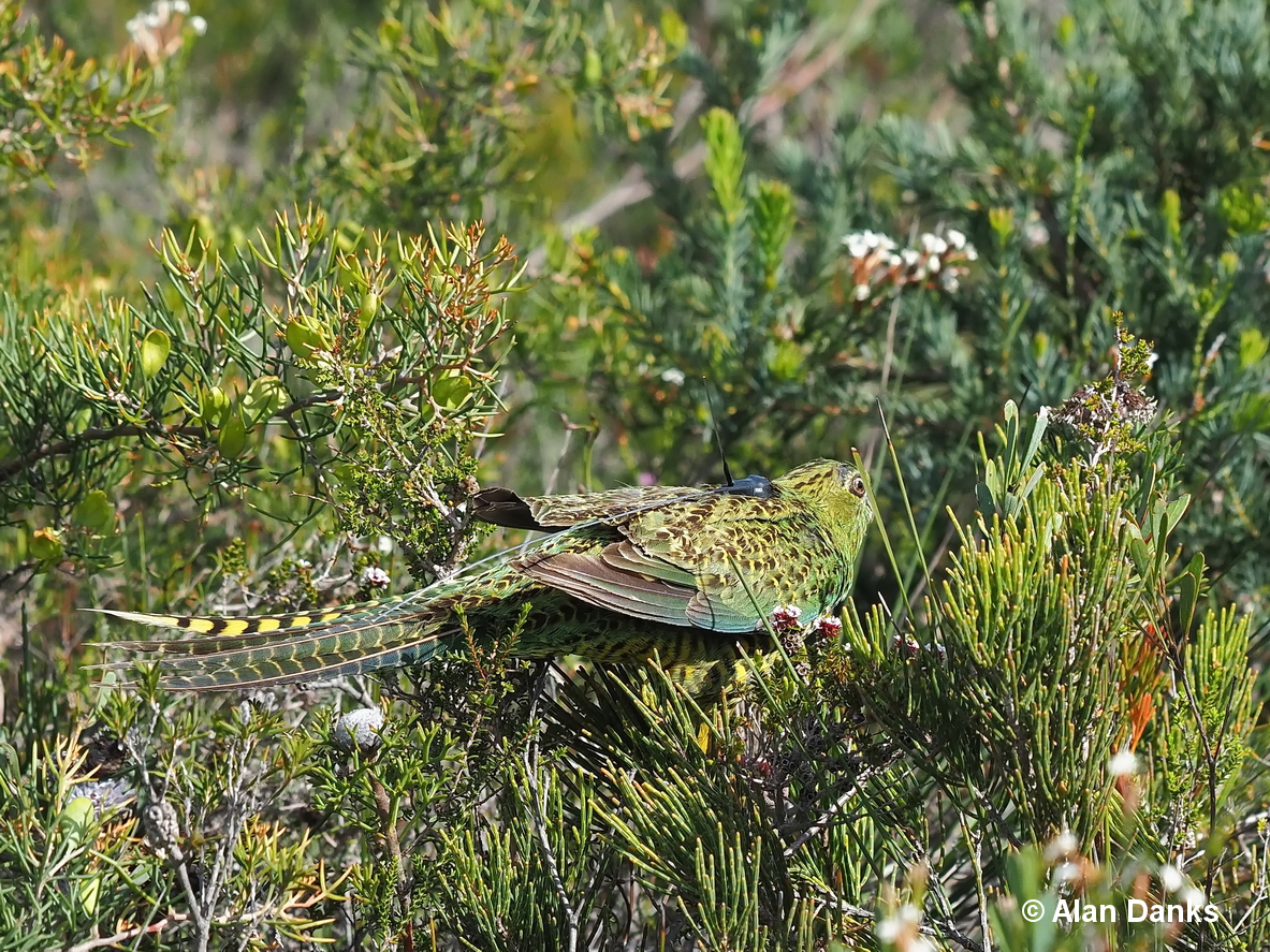 pb048366-1a-1-1 – Friends of the Western Ground Parrot
