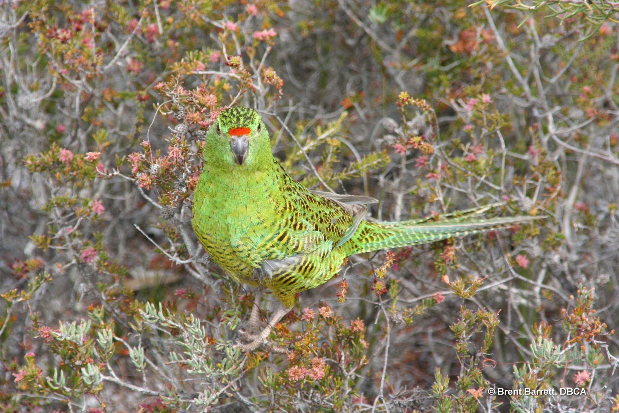 Meet the Western Ground Parrot (Kyloring) – Friends of the Western ...